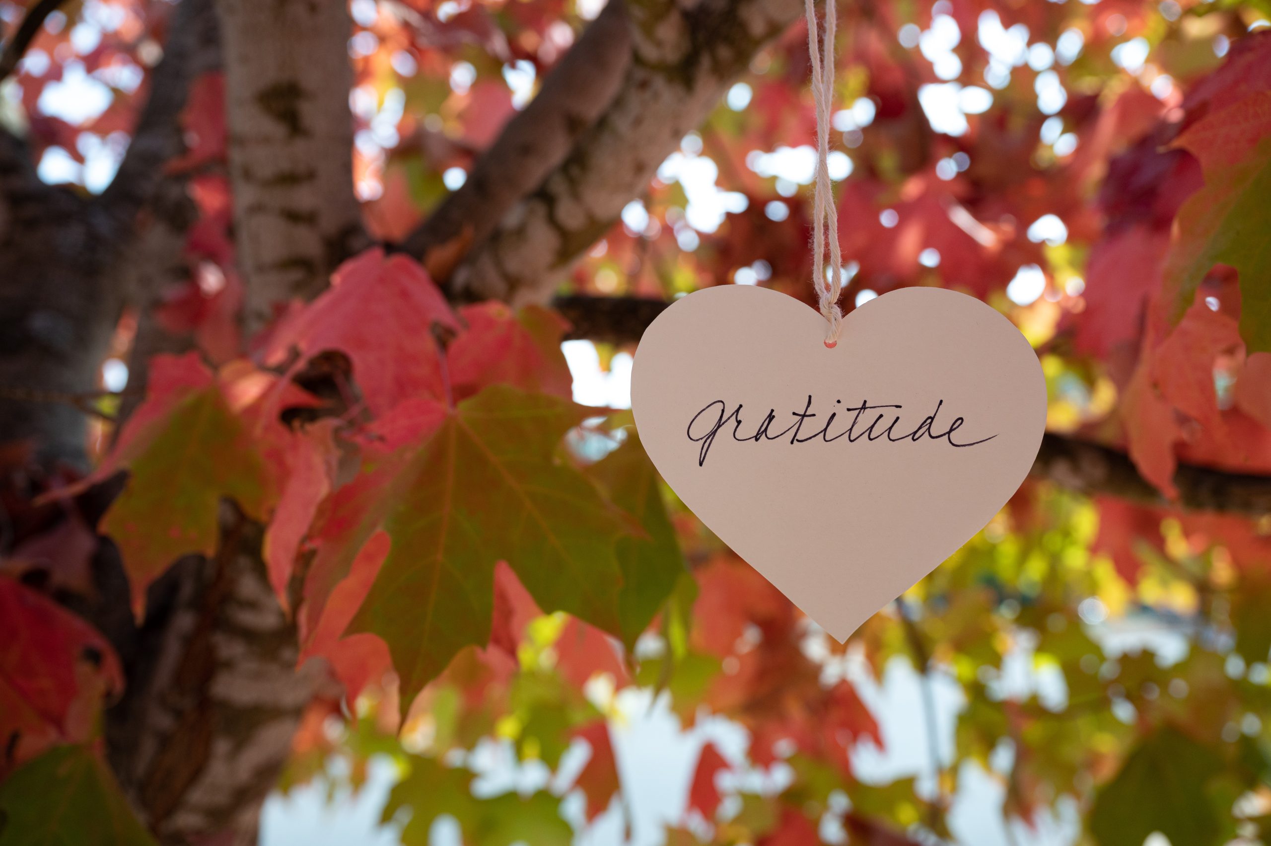 The Season of Gratitude and Transition | Jouta HR Consulting